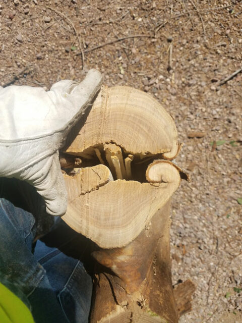 Included Bark: When More is definitely not better - Ace Tree Care and ...