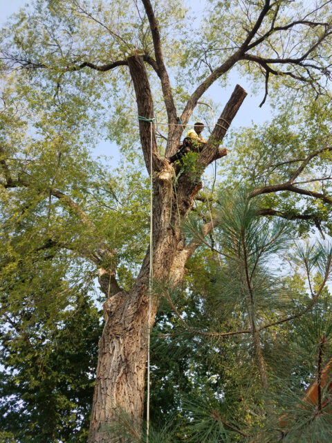 What Does That Mean? Edition #1: Rig - Ace Tree Care and Forestry