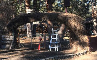 Tree Trimming and Pruning in Central Oregon - Ace Tree Trimming Service