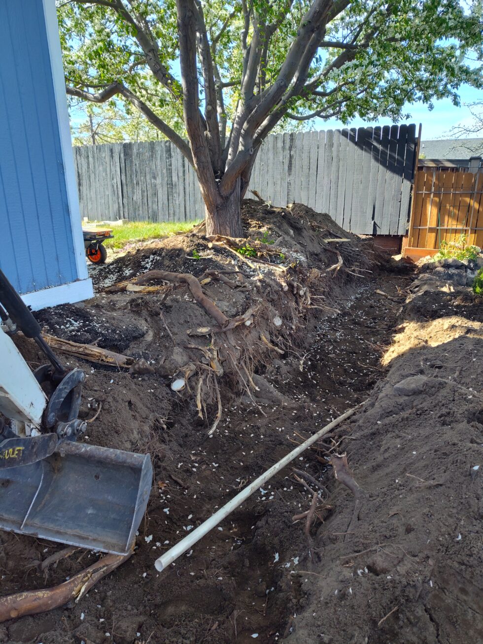 Critical root zone: What does that mean? Edition #4 - Ace Tree Care and ...